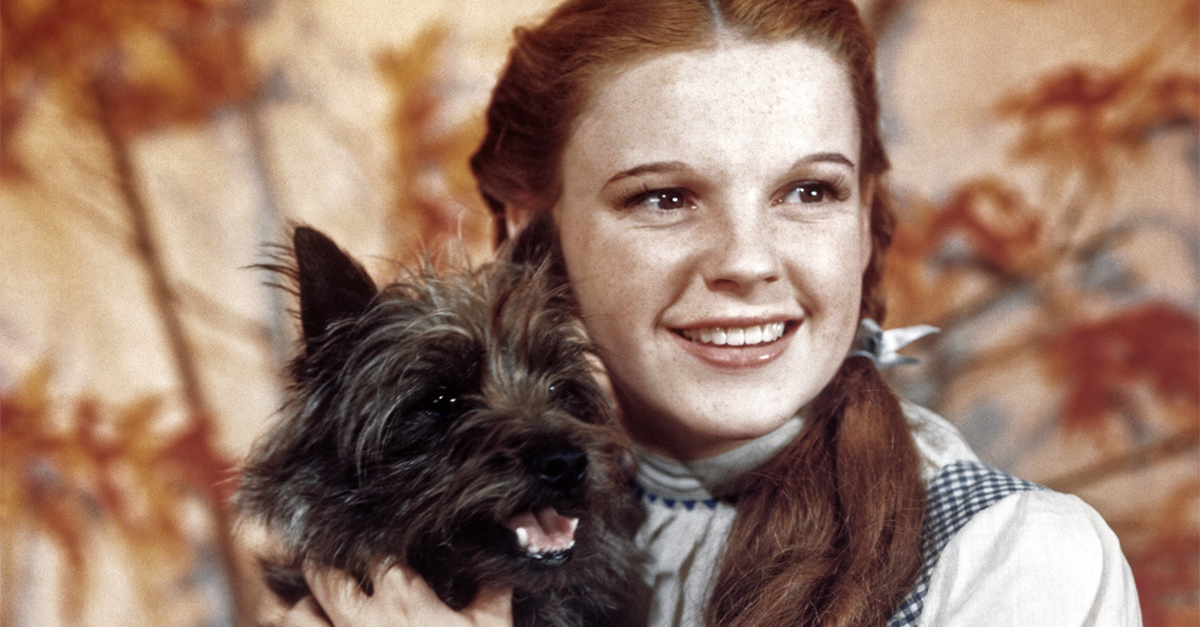 The Best Movie Dogs Of All Time Ranked